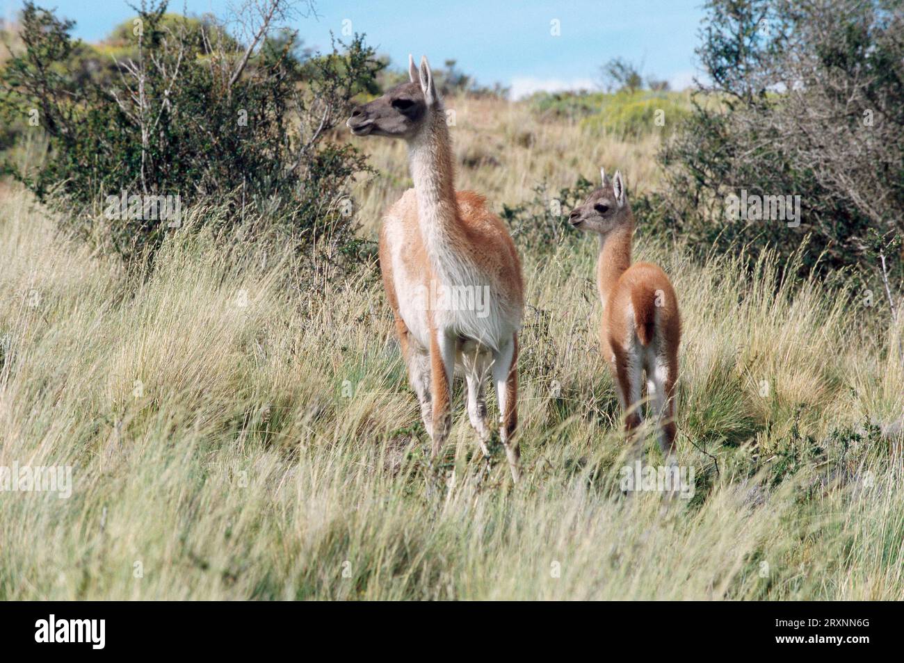 Guanacos (Llama guanicoe), female with cubs, Torres del Paine National ...