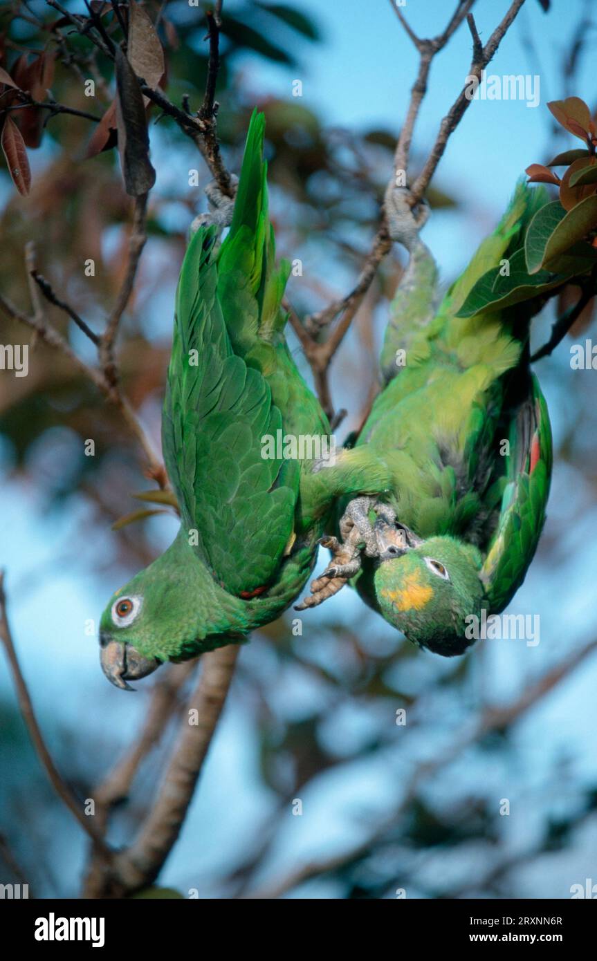 Yellow crowned amazons hi-res stock photography and images - Alamy