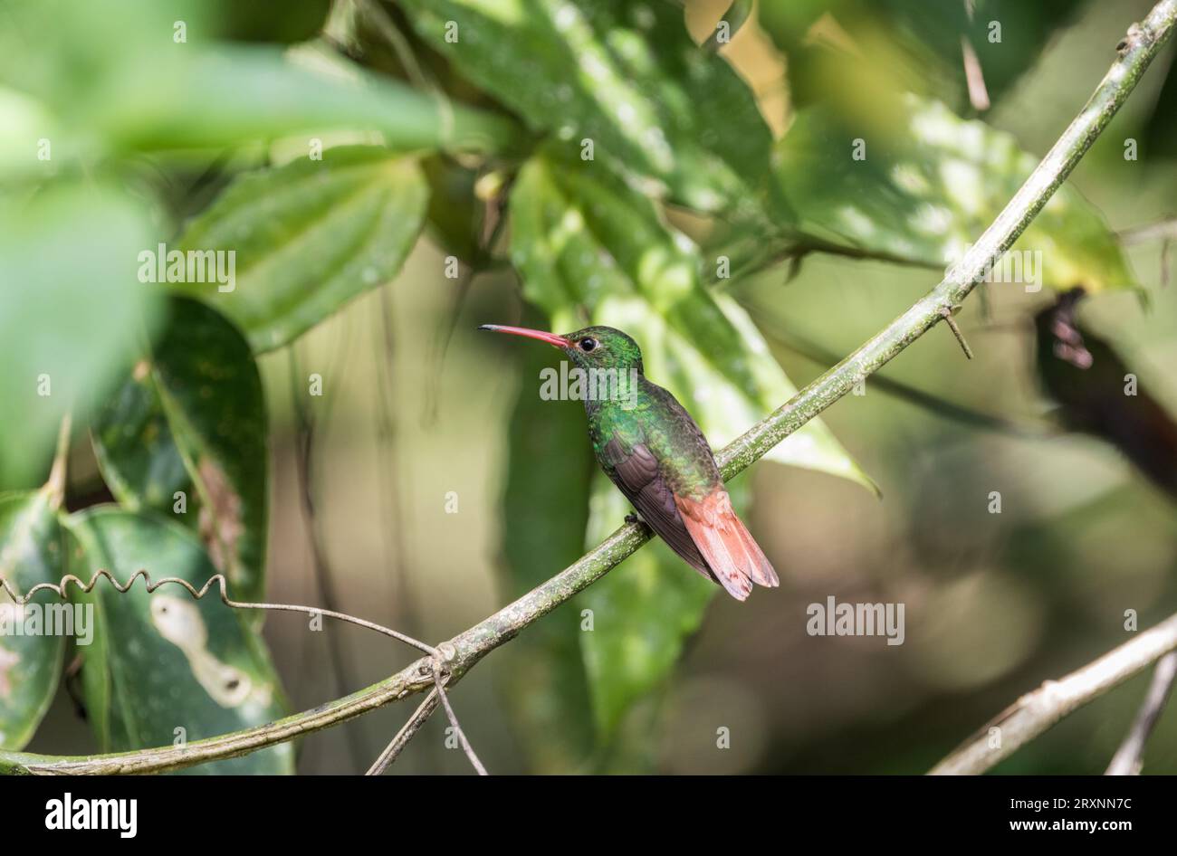 Perched Rufous-tailed Hummingbird (Amazilia tzacatl) in Ecuador Stock ...