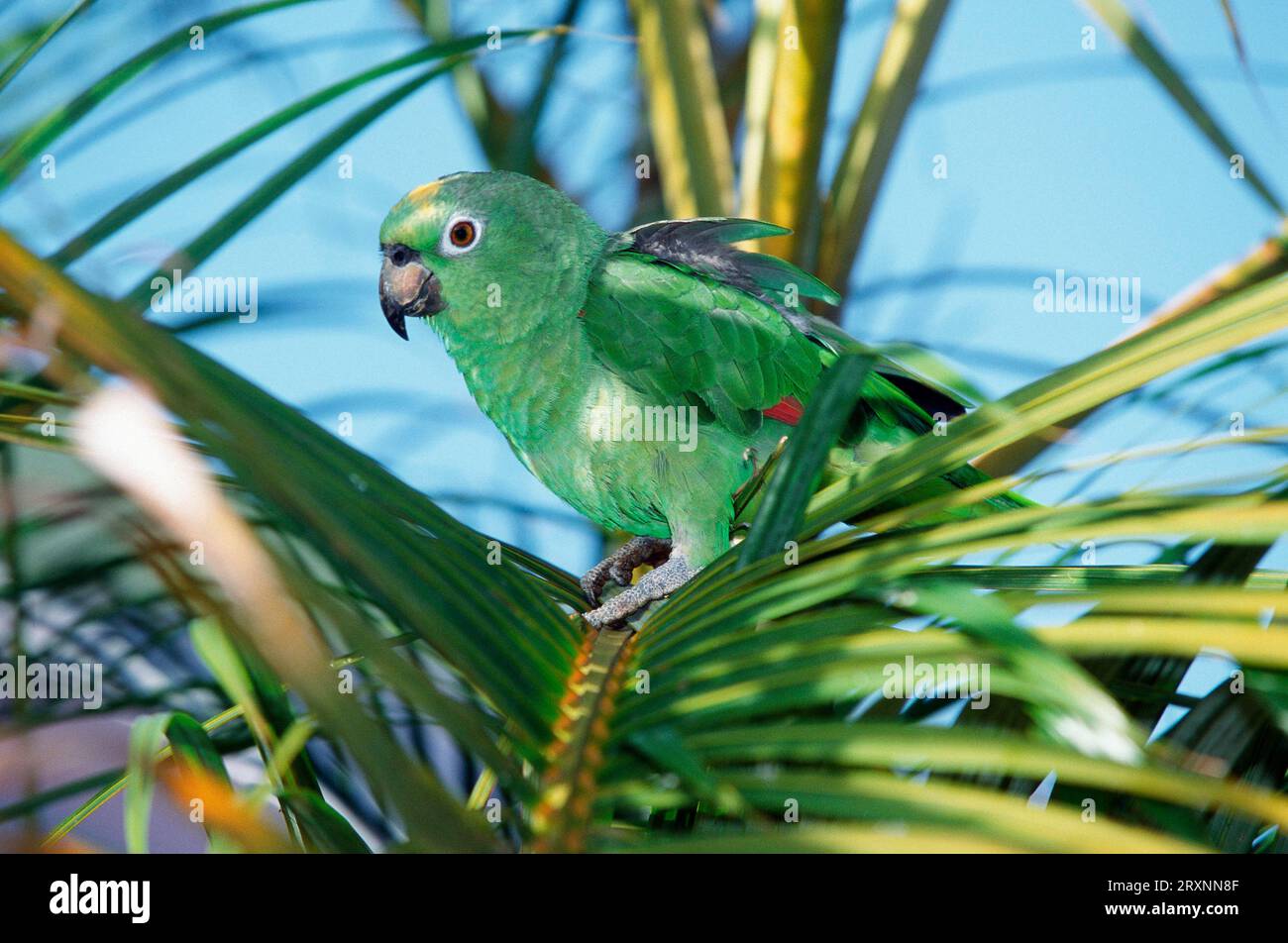 Yellow crowned amazon parrot hi-res stock photography and images - Alamy