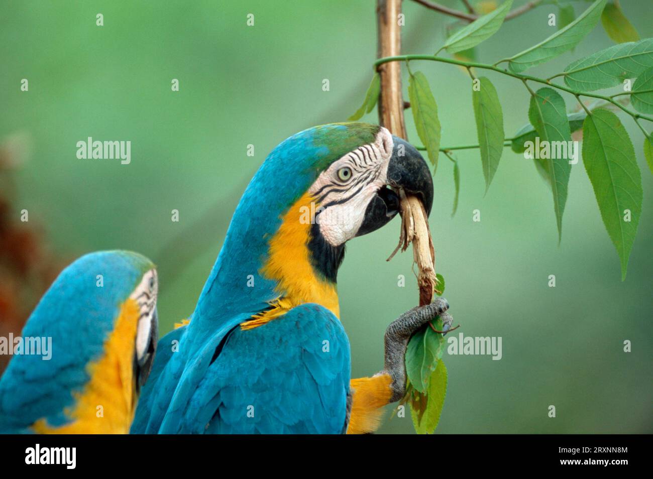 Blue and blue and yellow macaws (Ara ararauna), Mato Grosso, Brazil Stock Photo - Alamy