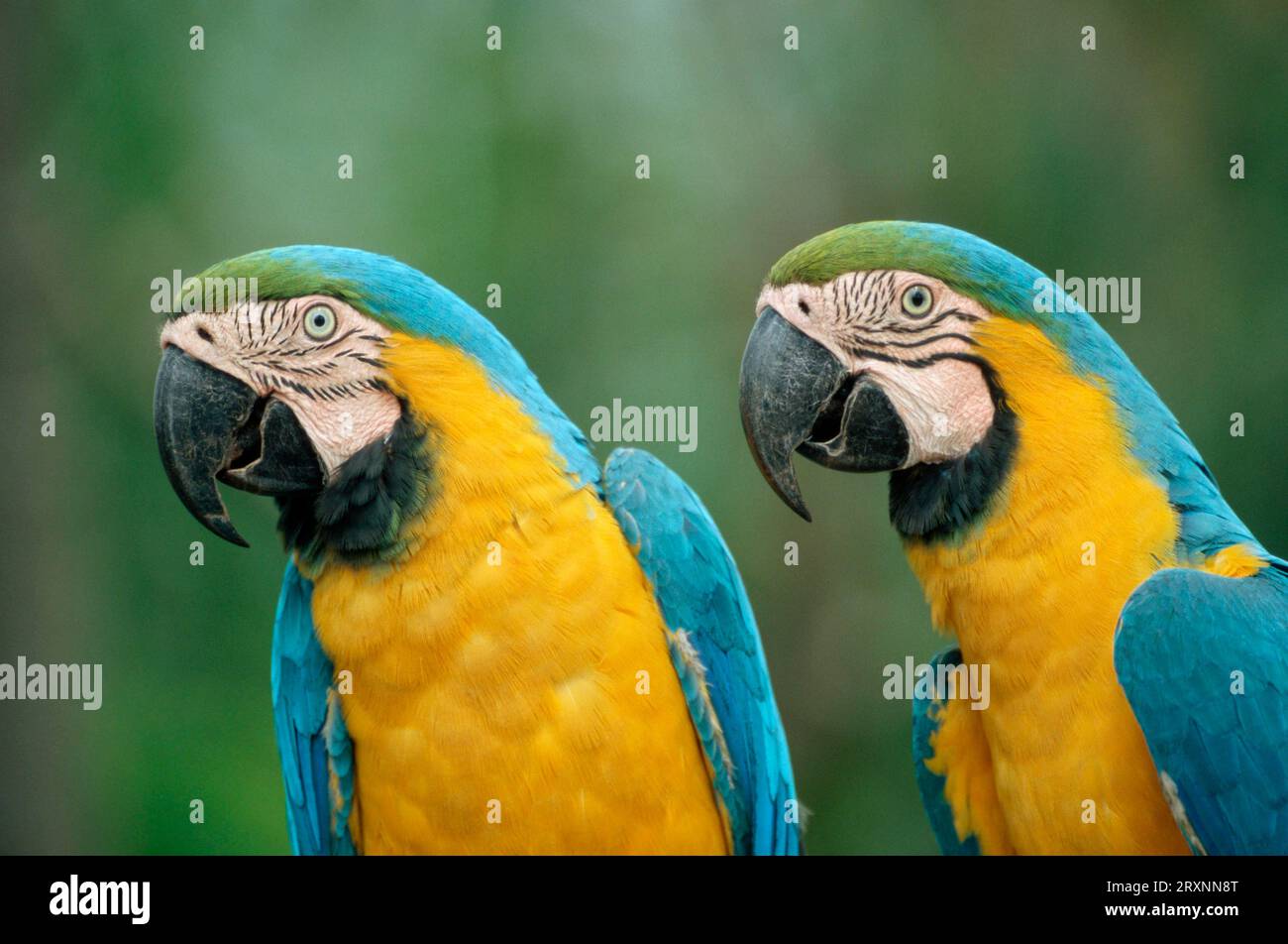 Blue and blue and yellow macaws (Ara ararauna), Mato Grosso, Brazil Stock Photo - Alamy