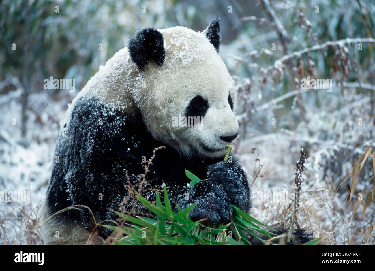 Big panda snow hi-res stock photography and images - Alamy