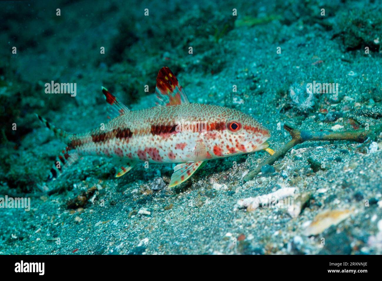 Bar tail goatfish hi-res stock photography and images - Alamy