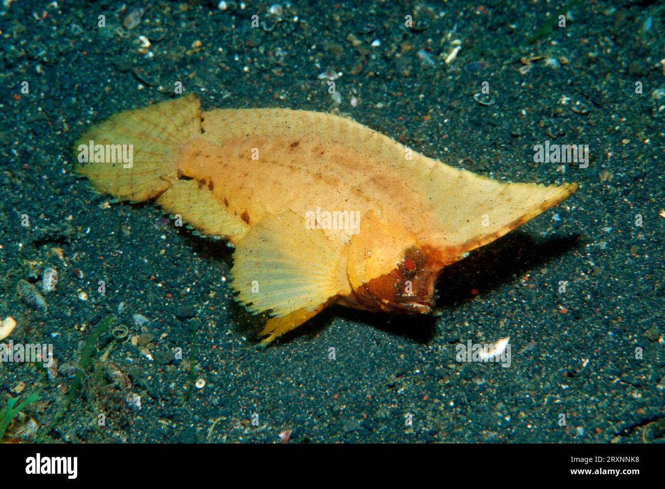 Leaf fish, Lembeh Strait, Indonesia (Ablabys), leaf finfish, Lembeh ...