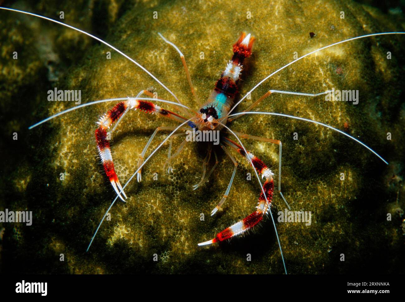 Coral banded shrimp hi-res stock photography and images - Alamy