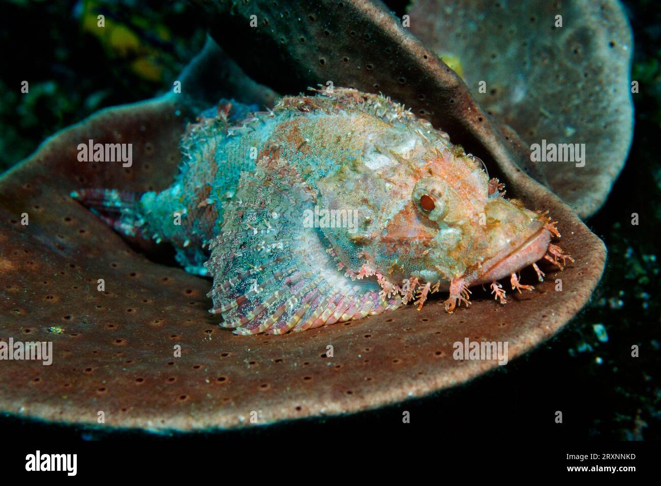 Bearded Scorpionfish, Lembeh Strait, Indonesia (Scorpaenopsis barbatus ...