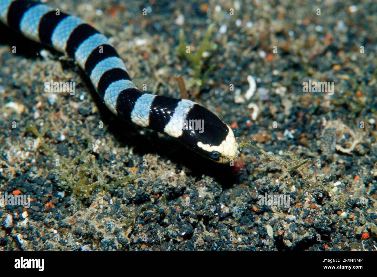 Sea Snake, Lembeh Strait, Indonesia, Sea Snake, Lembeh Strait ...
