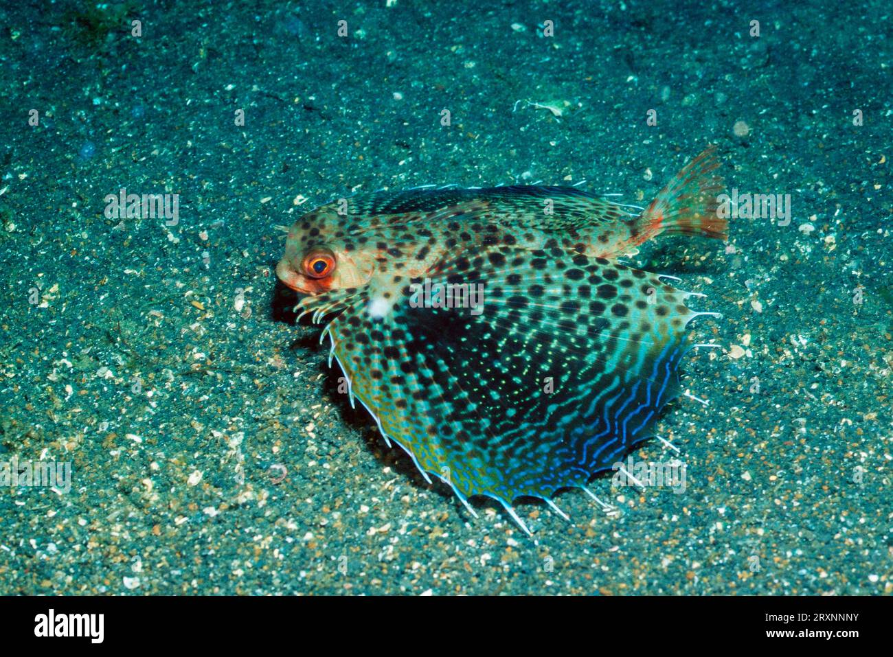 Oriental flying gunard hi-res stock photography and images - Alamy