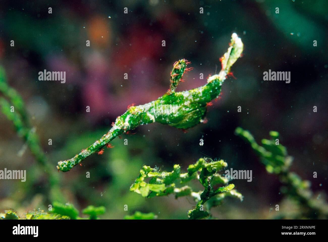 Ghost Pipefish, Indonesia (Solenostomus), Ghost pipefish, Indonesia ...
