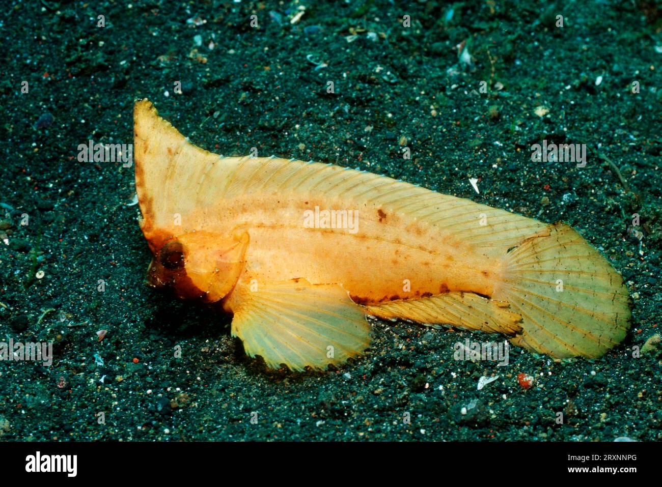 Leaf Fish, Lembeh Strait, Indonesia (Ablabys) Leaf Fish, Lembeh Strait ...