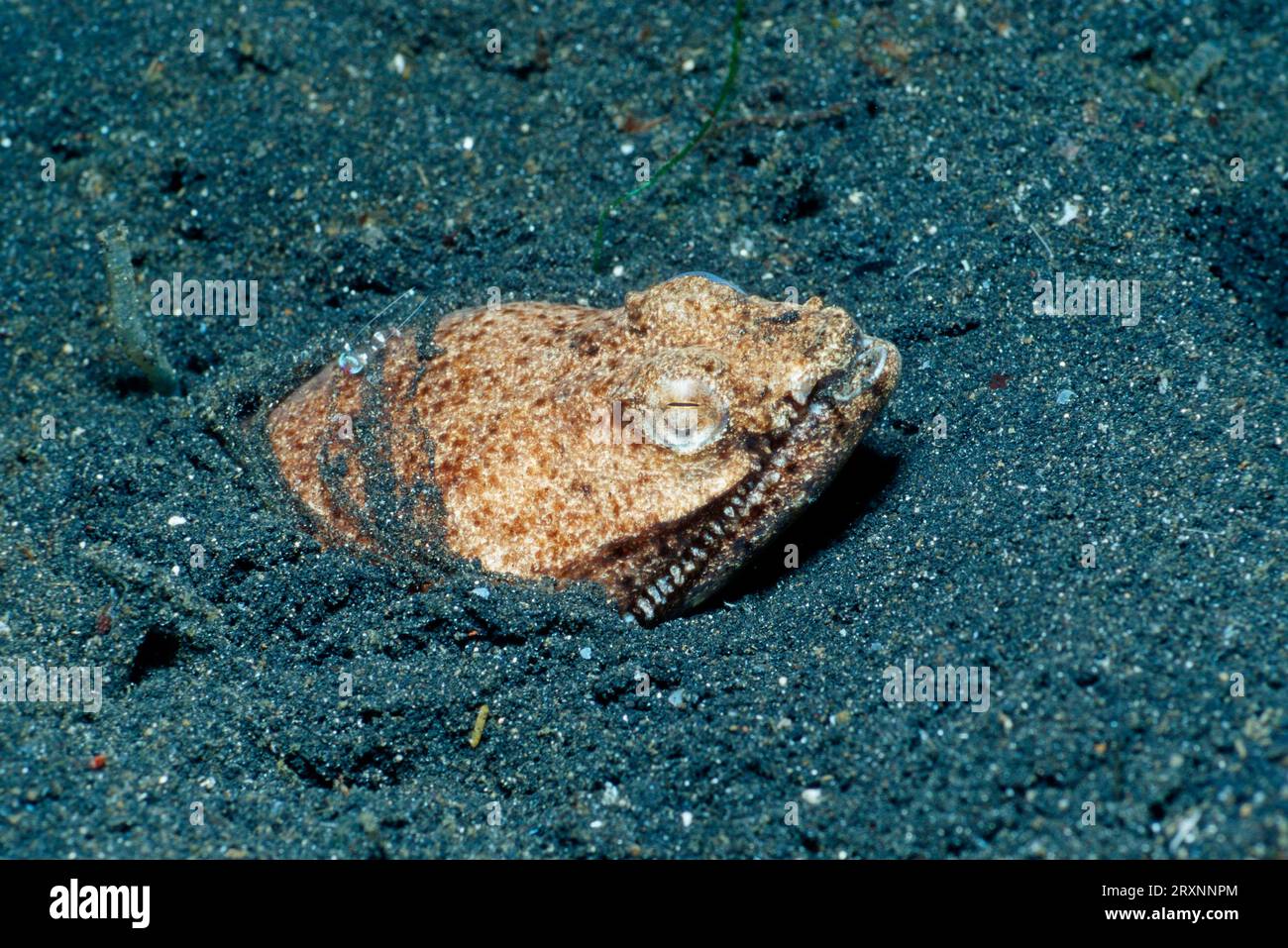 Crocodile snake eel, Lembeh Strait (Brachysomophis cirrocheilos ...