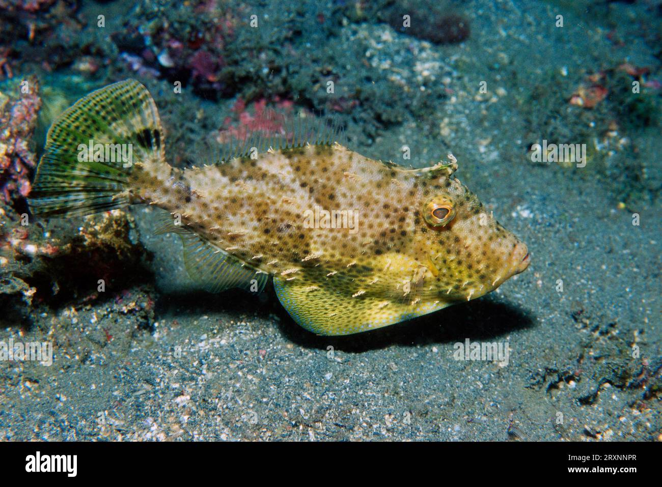 Marbled brown filefish, Lembeh Strait (Pseudomonacanthus macrurus ...
