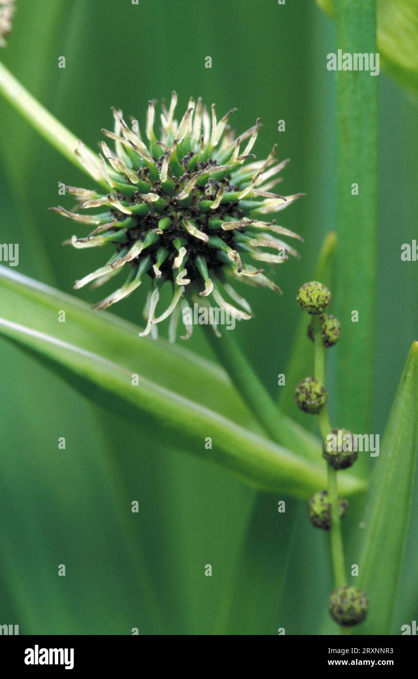 Branched Bur-reed (Sparganium erectum), Germany Stock Photo - Alamy