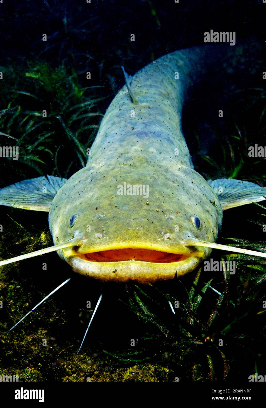 Wels catfish (Silurus glanis Stock Photo - Alamy