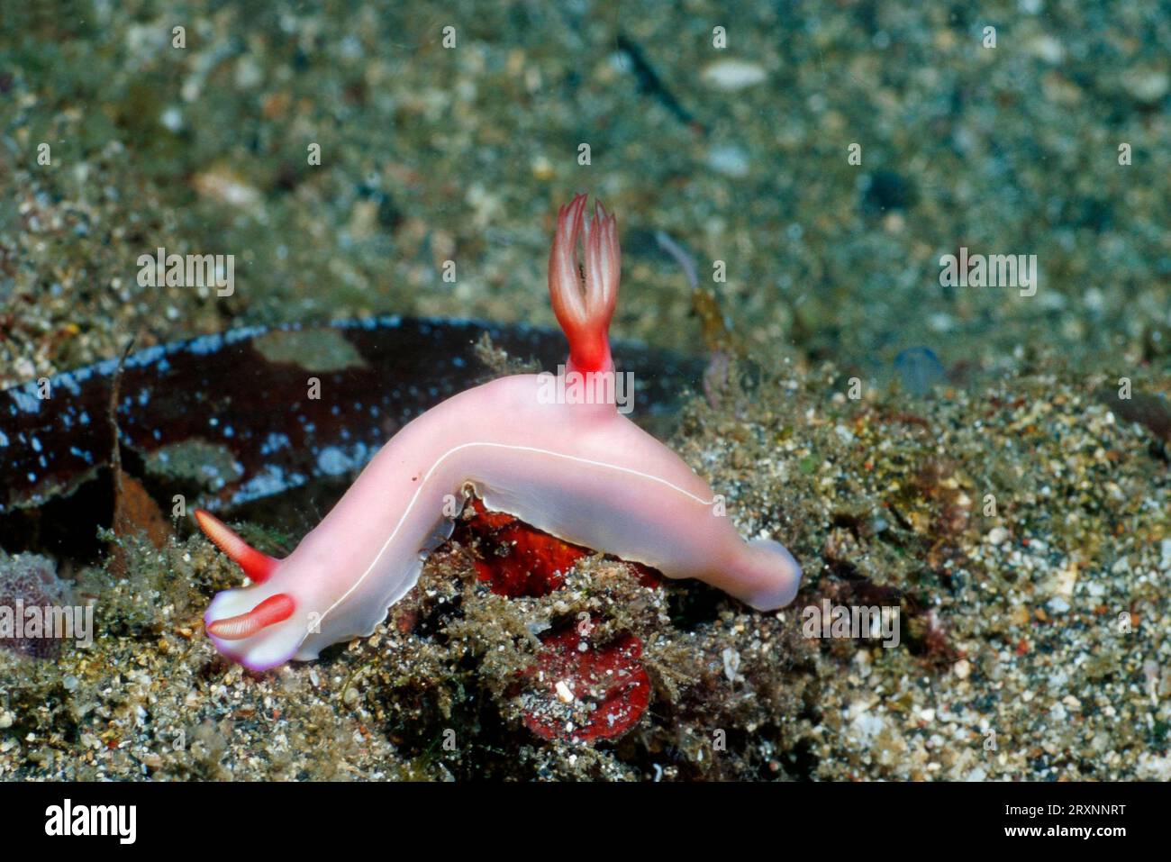 Nudibranch chromodorididae hi-res stock photography and images - Alamy