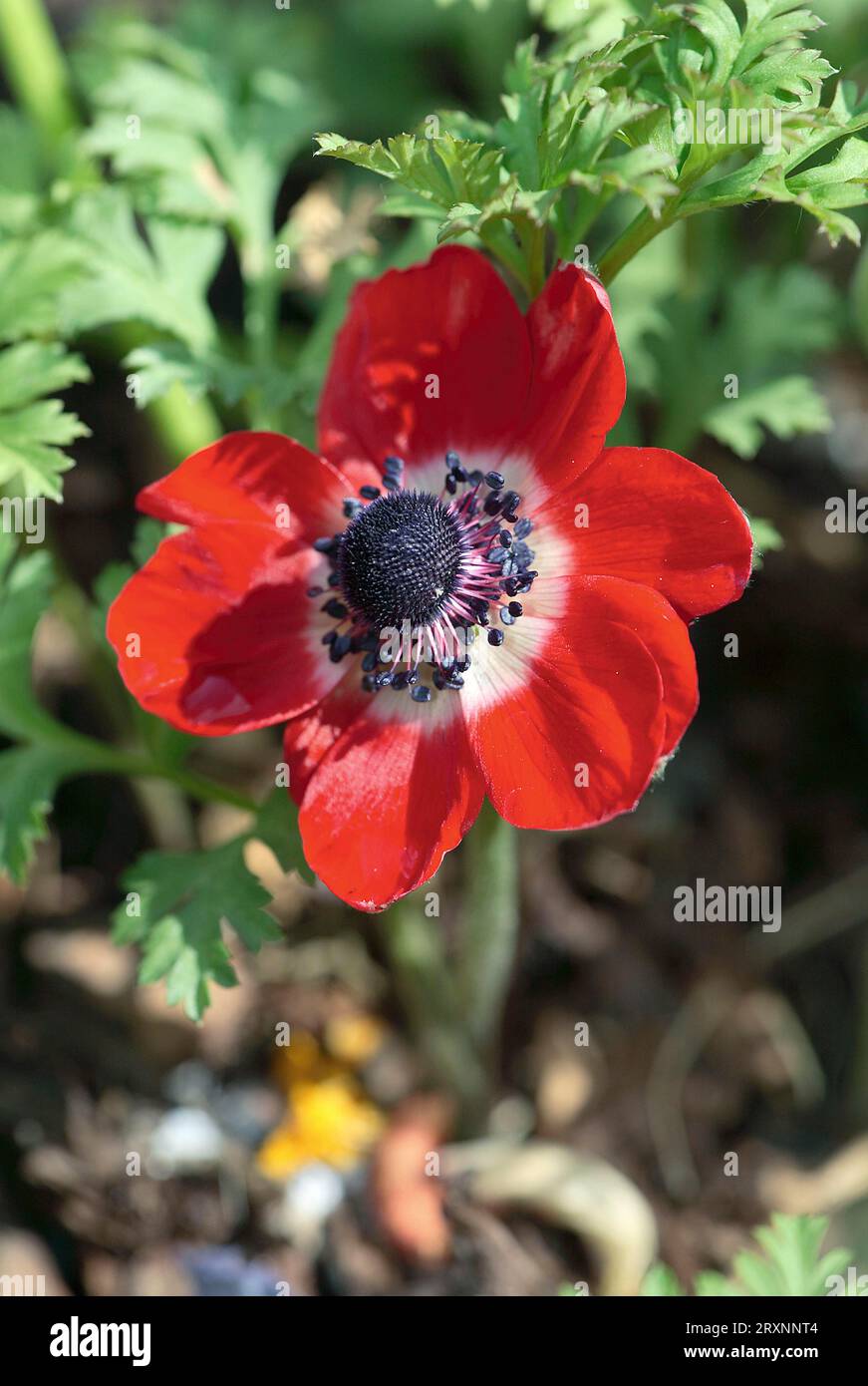 Red anemone windflower hi-res stock photography and images - Alamy