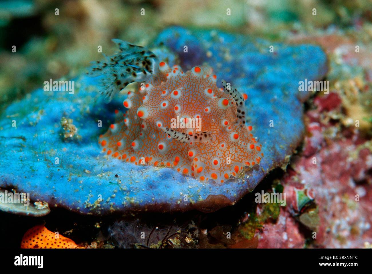 Humpback snail hi-res stock photography and images - Alamy