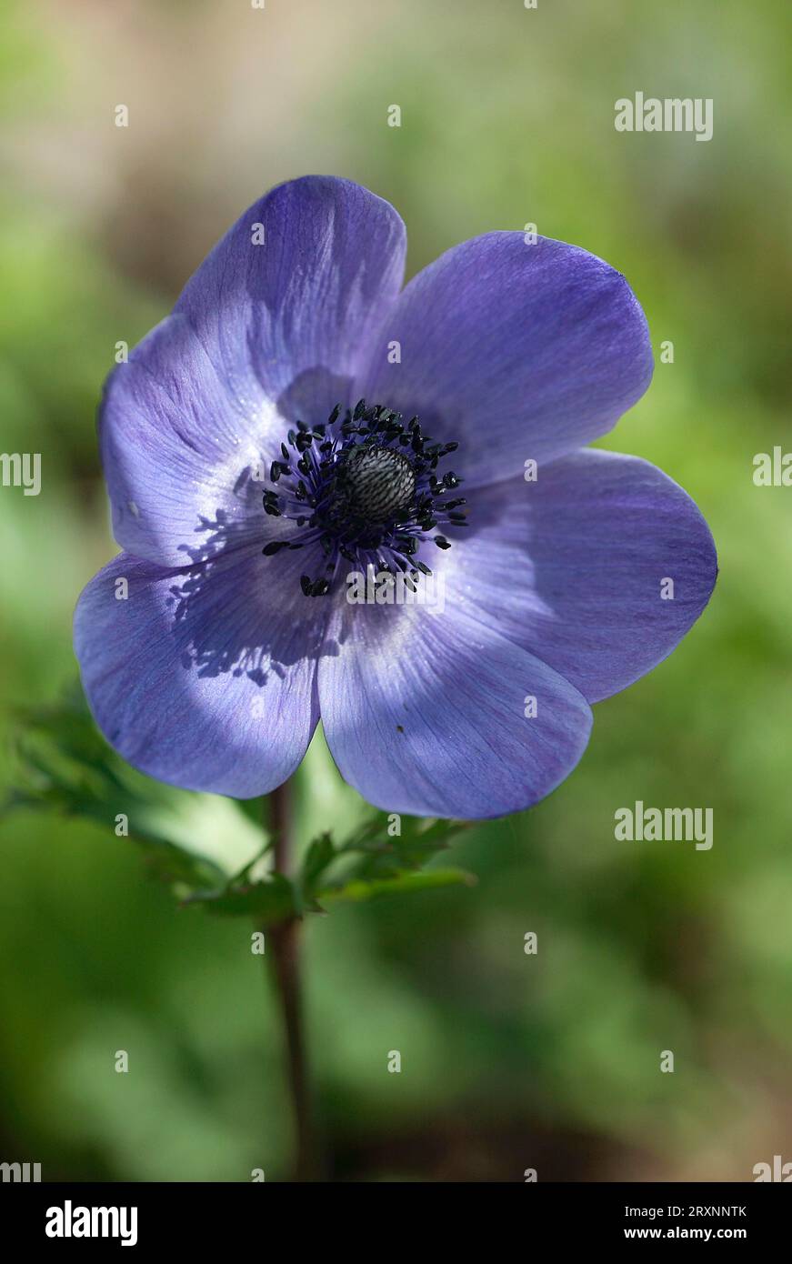 Windflower, Germany (Anemone coronaria Stock Photo - Alamy