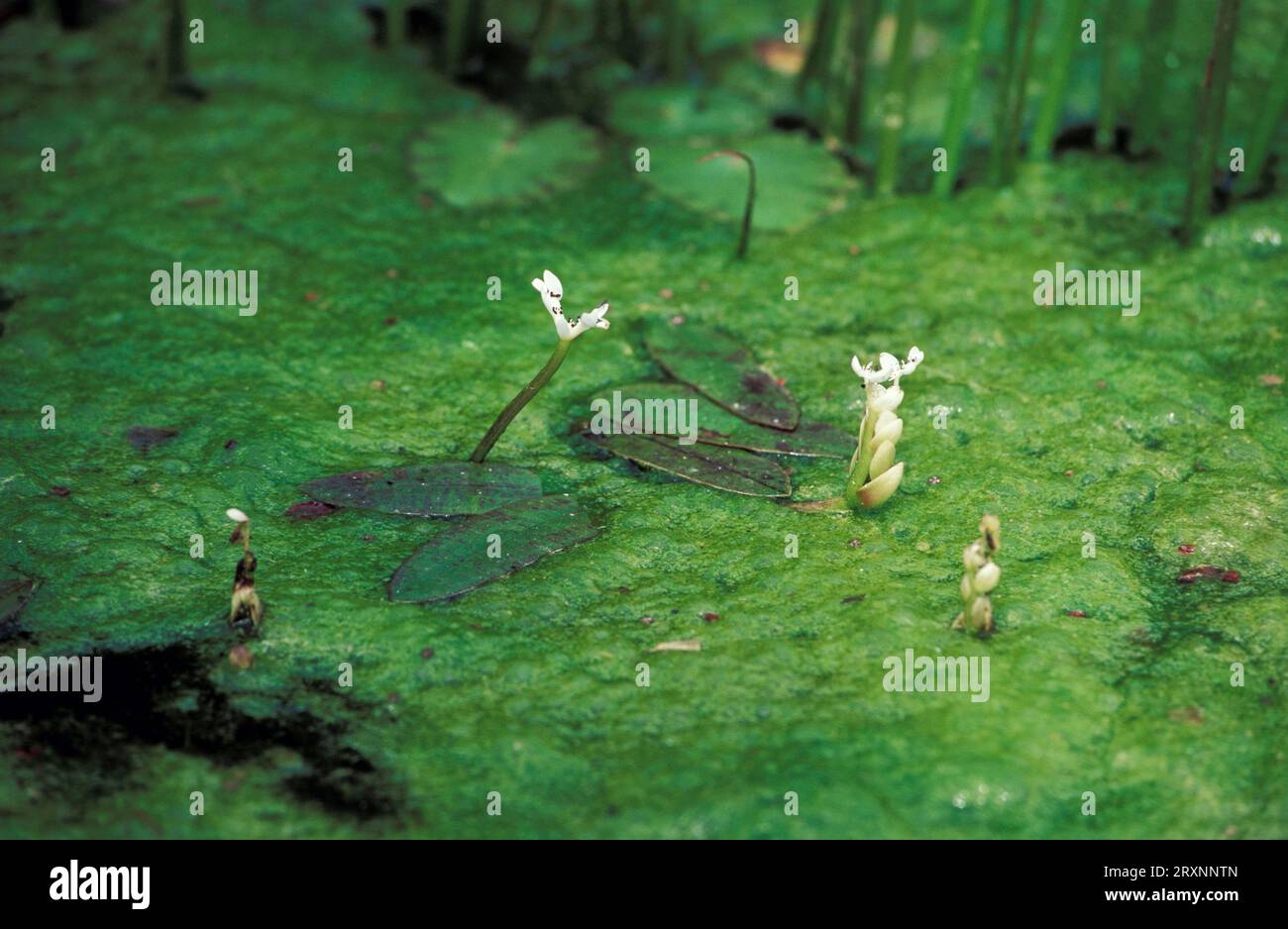 Green algae in garden pond, Germany (Chlorophyta Stock Photo - Alamy
