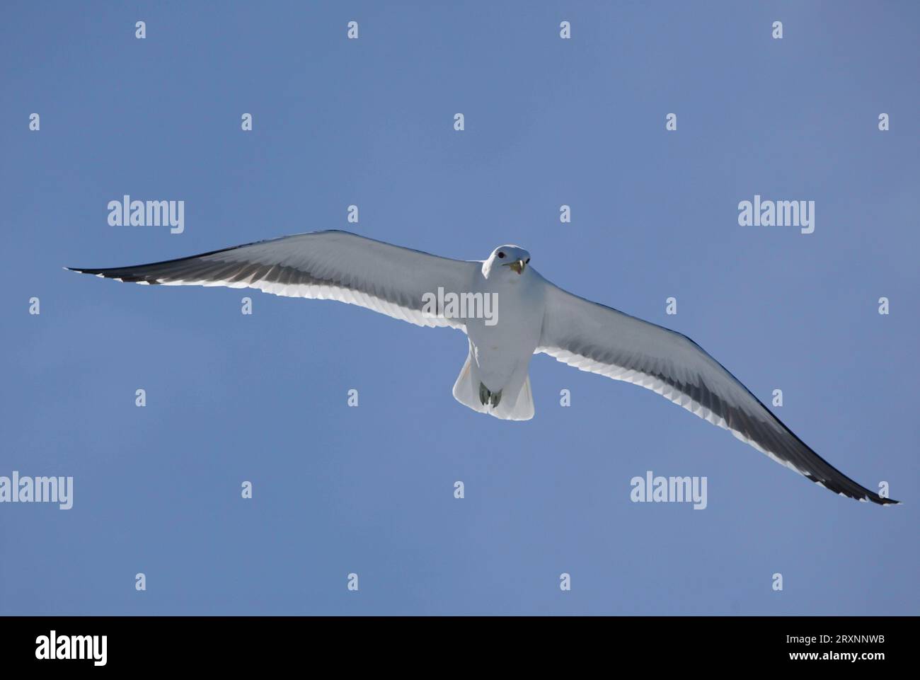 South african gull hi-res stock photography and images - Alamy
