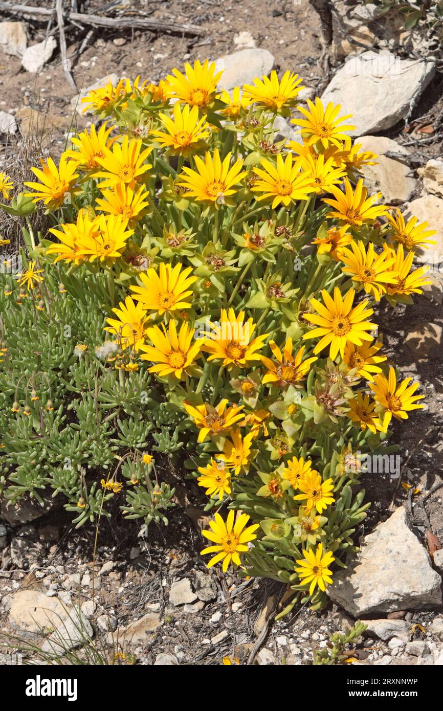 Dogweed plant hi-res stock photography and images - Alamy