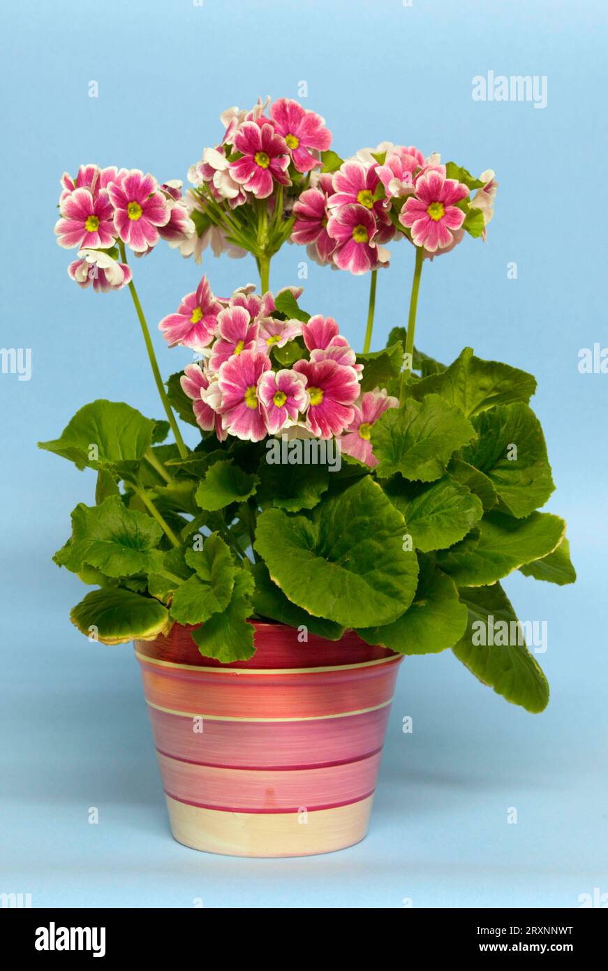 German Primrose (Primula obconica Stock Photo - Alamy