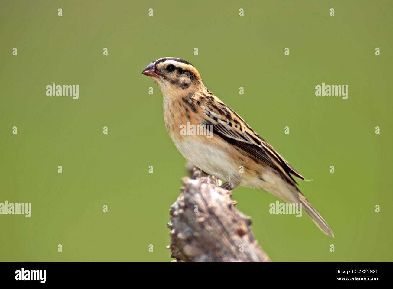 Dwarf weaver hi-res stock photography and images - Alamy