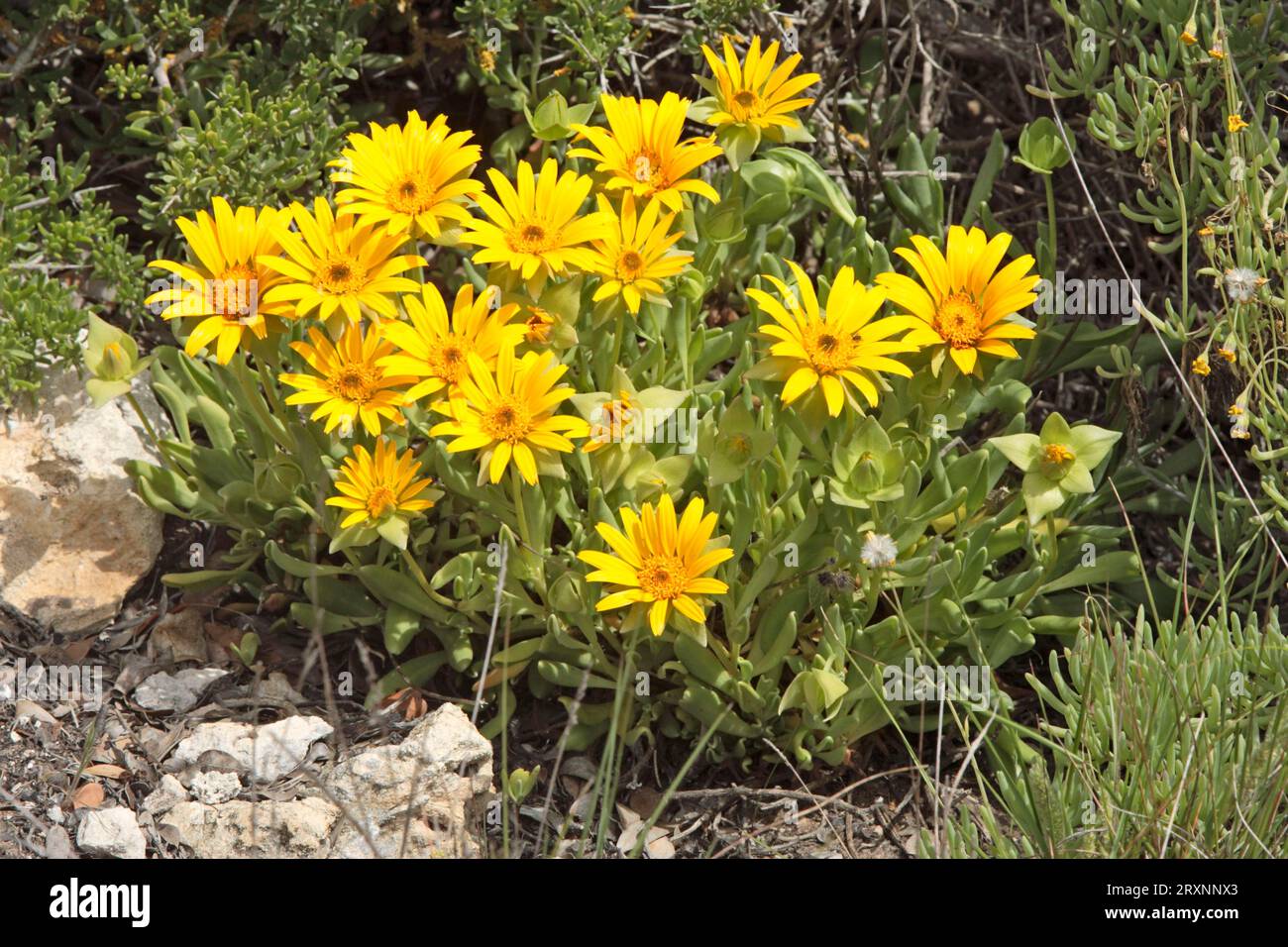 Dogweed plant hi-res stock photography and images - Alamy