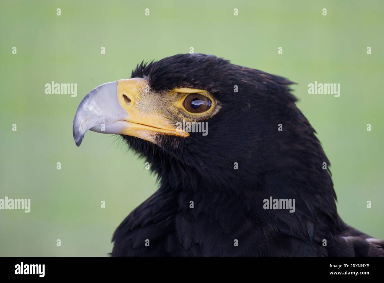 African black eagle hi-res stock photography and images - Alamy
