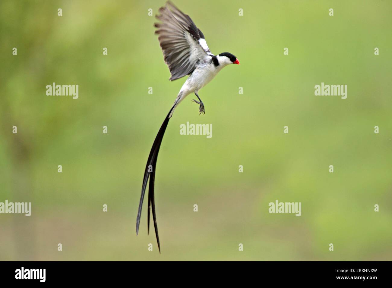 Dwarf weaver hi-res stock photography and images - Alamy