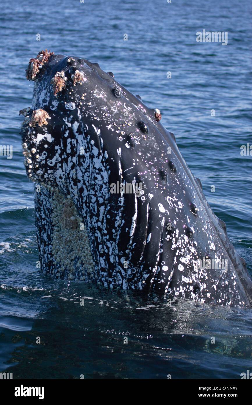 Humpback Whale (Megaptera novaeangliae), spy hopping, South Africa ...