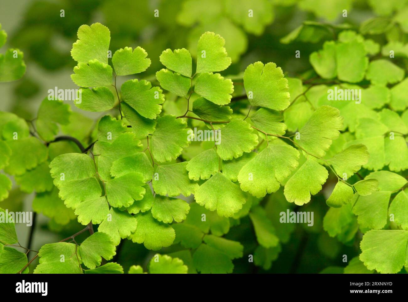 Adiantum plant hi-res stock photography and images - Alamy