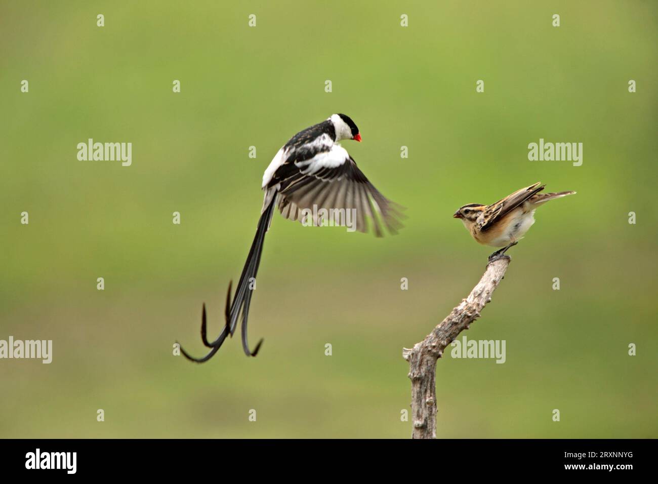 Pin-tailed whydahs (Vidua macroura), pair, mating, Sabie Sand Game ...