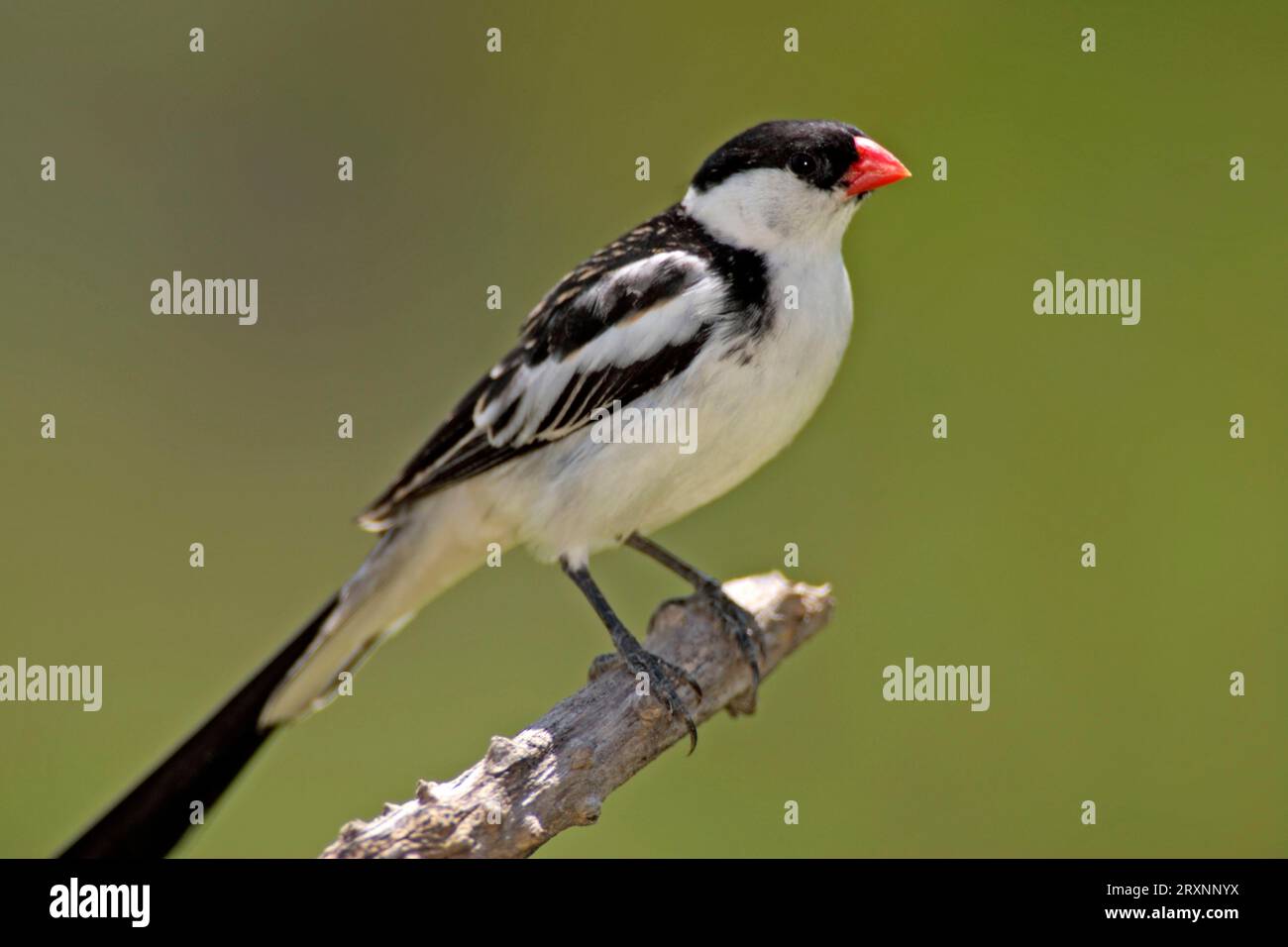 Pintailed Whydah, male, Sabie Sand Game Reserve, South Africa (Vidua ...
