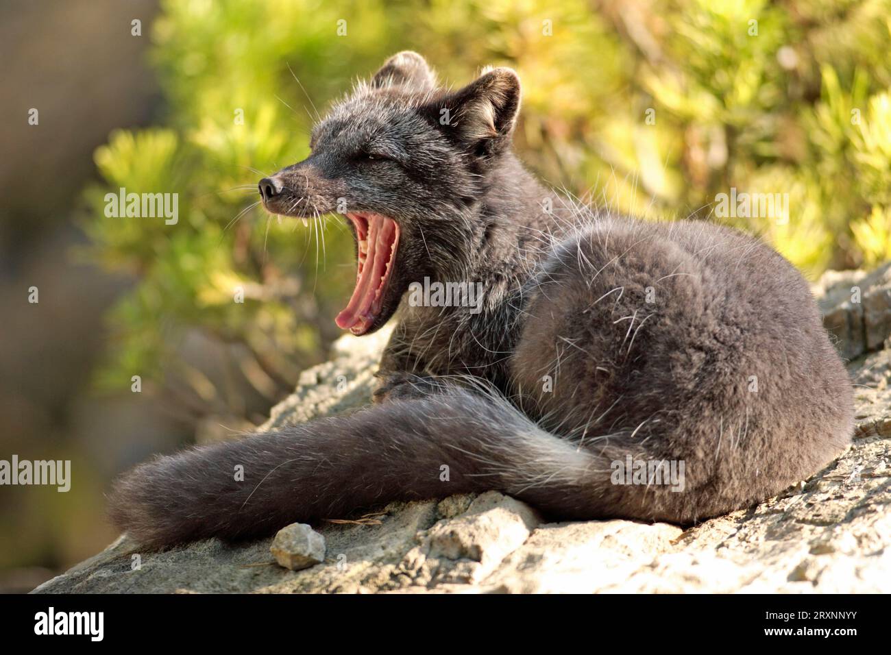 Arctic Fox (Alopex lagopus) (Vulpes lagopus) in summer coat Stock Photo ...