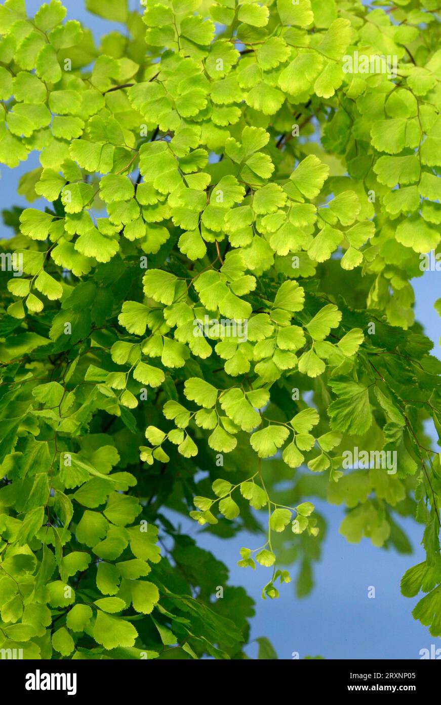 Maidenhair Fern (Adiantum raddianum Stock Photo - Alamy
