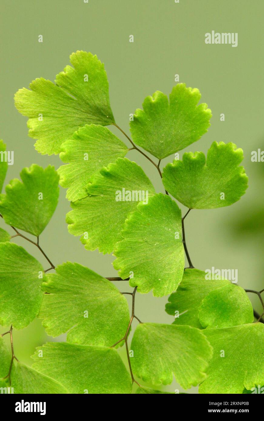 Adiantum raddianum hi-res stock photography and images - Alamy