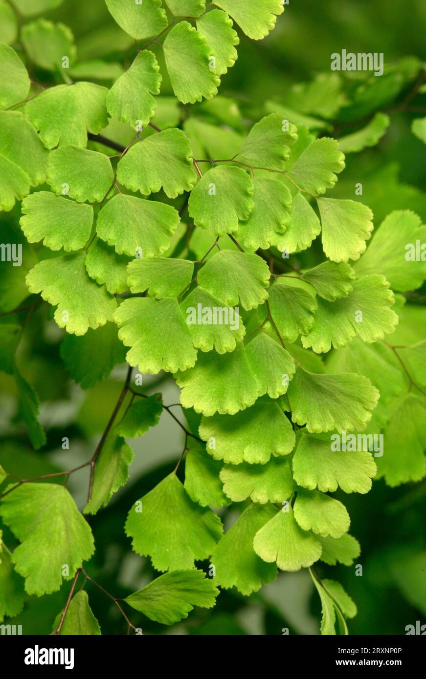 Maidenhair Fern (Adiantum raddianum Stock Photo - Alamy