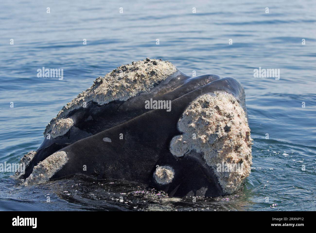 Southern Right Whale (Eubalaena australis), South Africa (Balaena ...