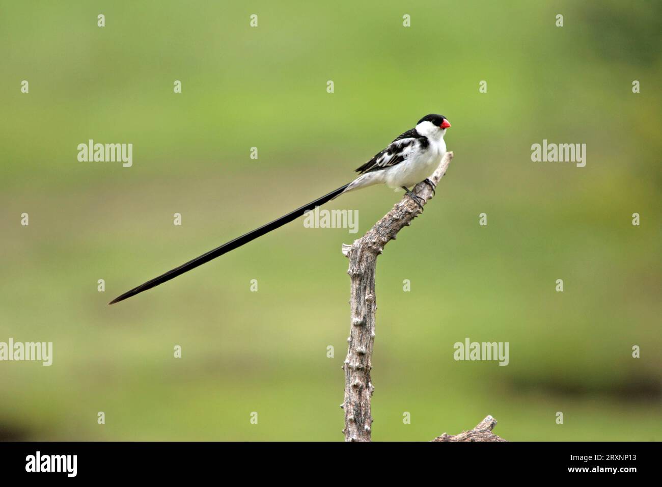Dwarf widow, male, Sabie Sand Game Reserve, pin-tailed whydah (Vidua ...