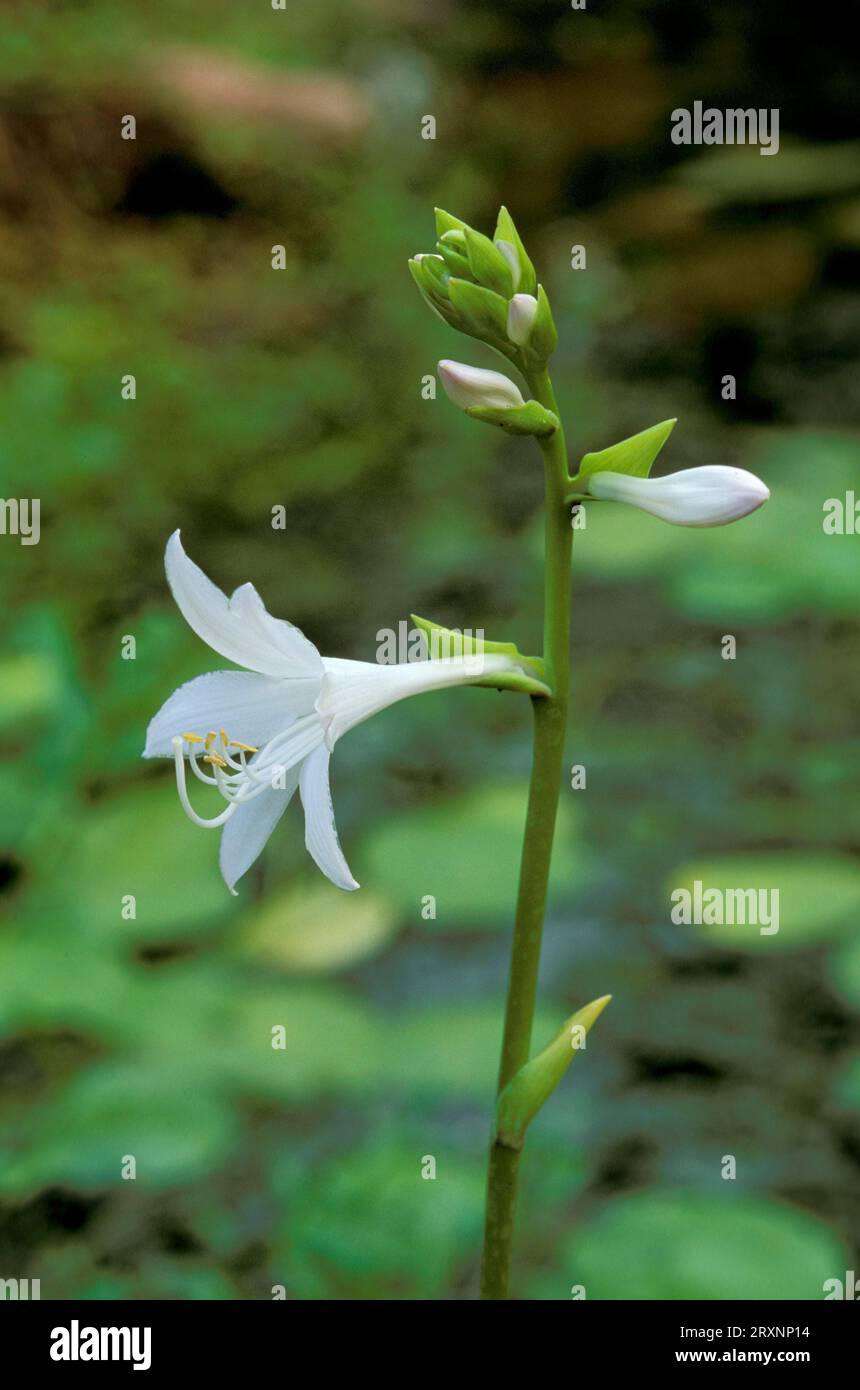 Hosta (Hosta), hosta, Flower, Grass Lily, Anthericaceae Stock Photo - Alamy