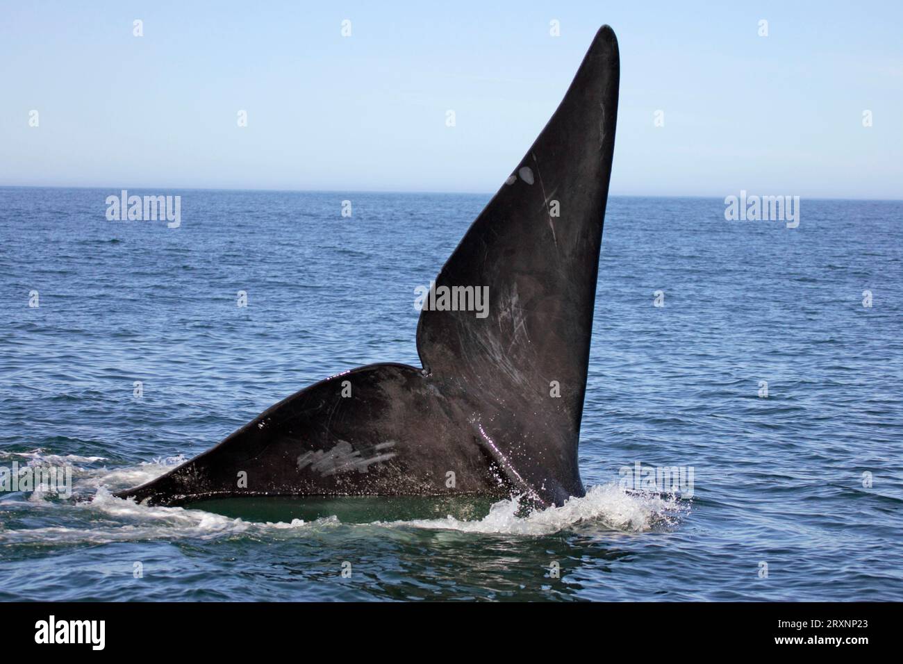 Southern Right Whale (Eubalaena australis), tail fin, South Africa ...
