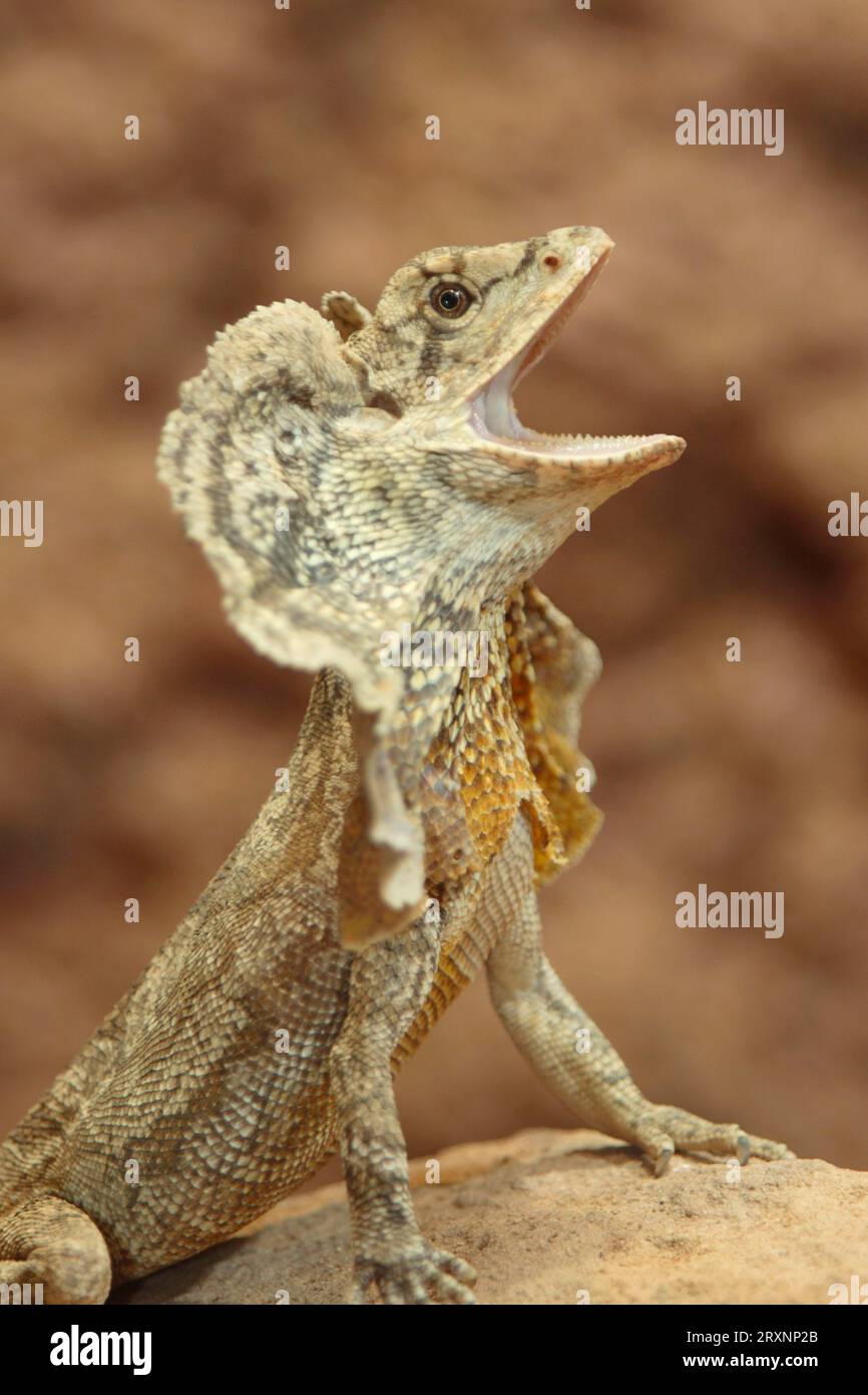 King's Lizard, threat display (Chlamydosaurus kingii Stock Photo - Alamy