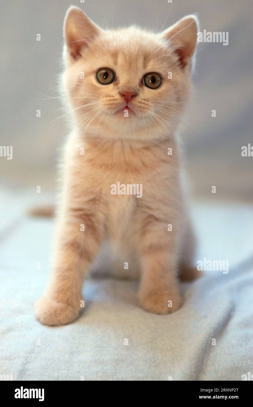 British Shorthair Cat, Kitten, British Shorthair, BKH Stock Photo - Alamy
