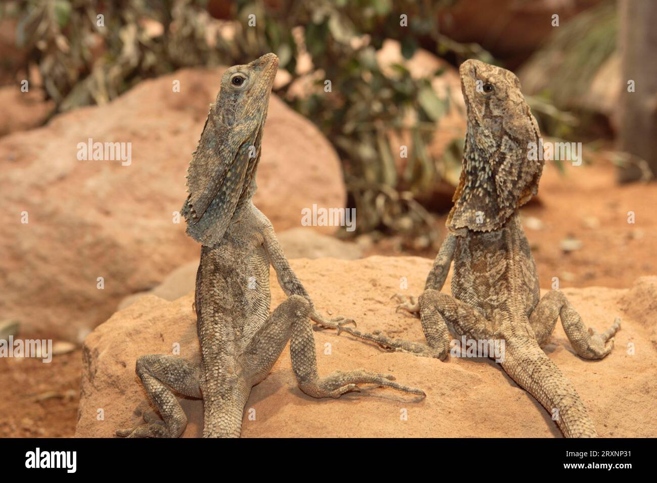 King's Lizards (Chlamydosaurus kingii Stock Photo - Alamy