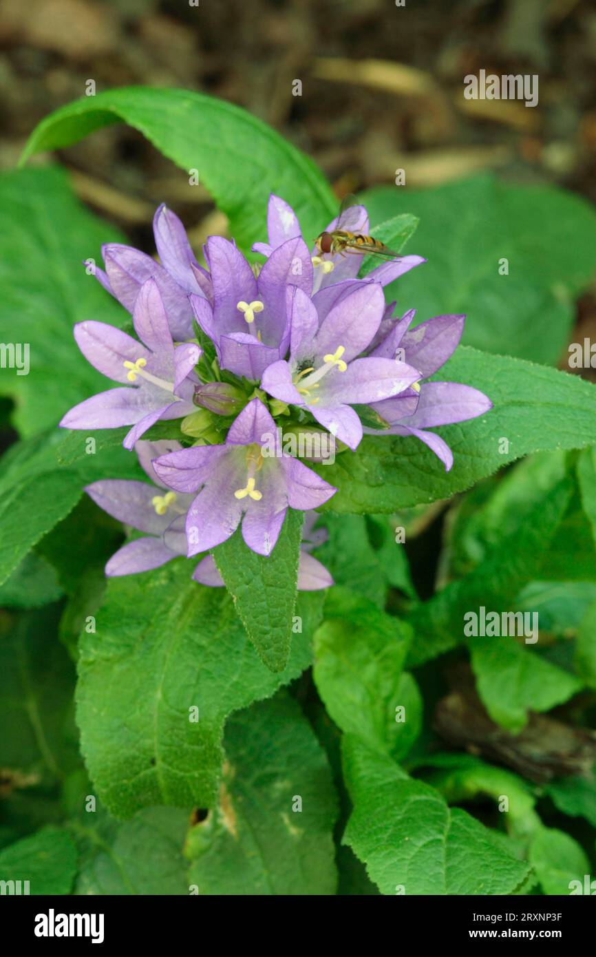 Clustered Bellflower (Campanula glomerata Stock Photo - Alamy