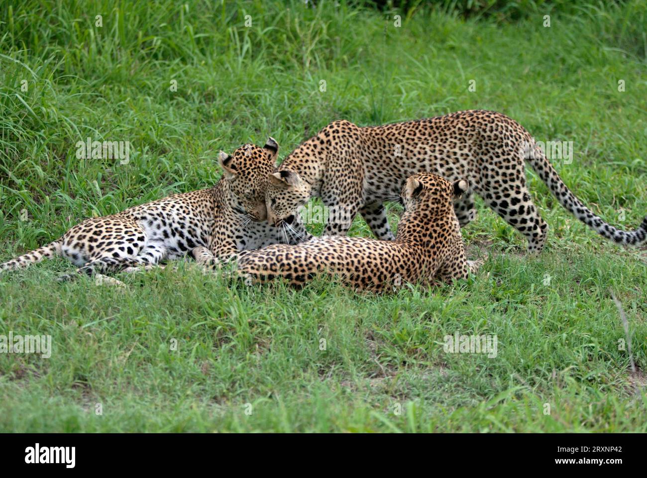 Leopards (Panthera pardus), female with cubs, Sabie Sand Game Reserve ...