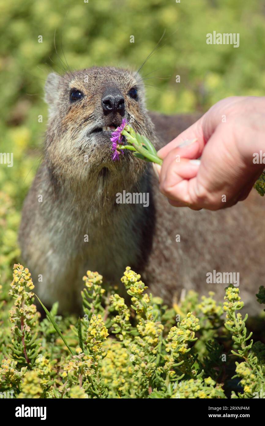 Common Rock Hyrax (Procavia capensis) fed by human, South Africa Stock ...