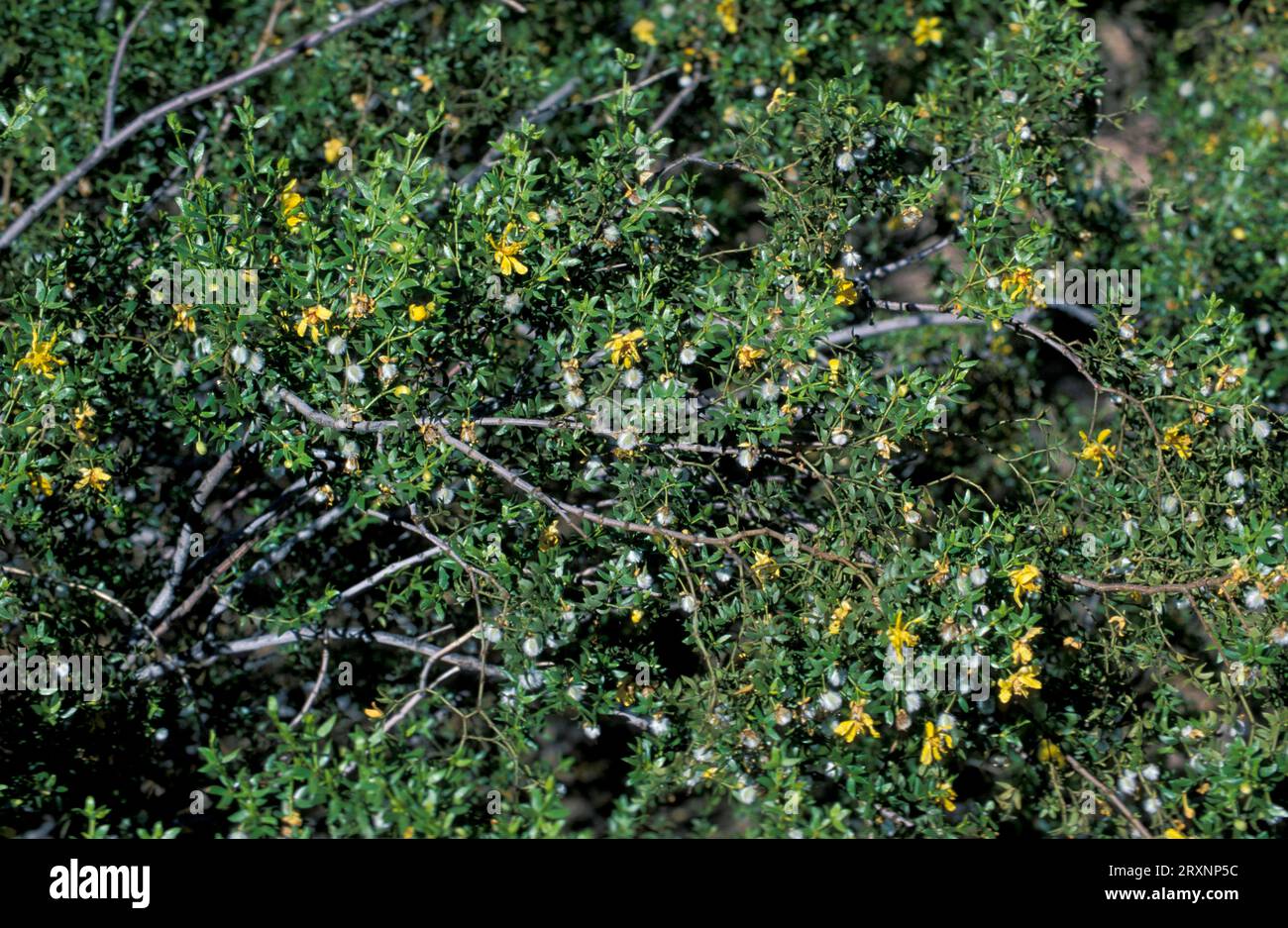 Creosote Bush (Larrea tridentata), Sonora Desert, Arizona, USA Stock ...